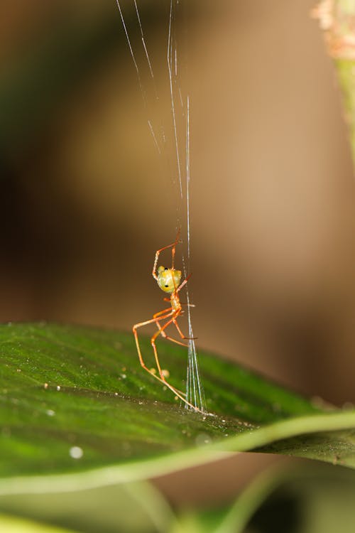This tiny Australian spider uses a high-powered web catapult to trap ...