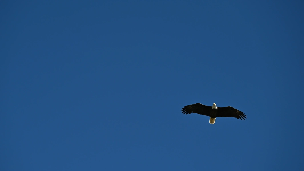 Bald eagle facts and symbolism