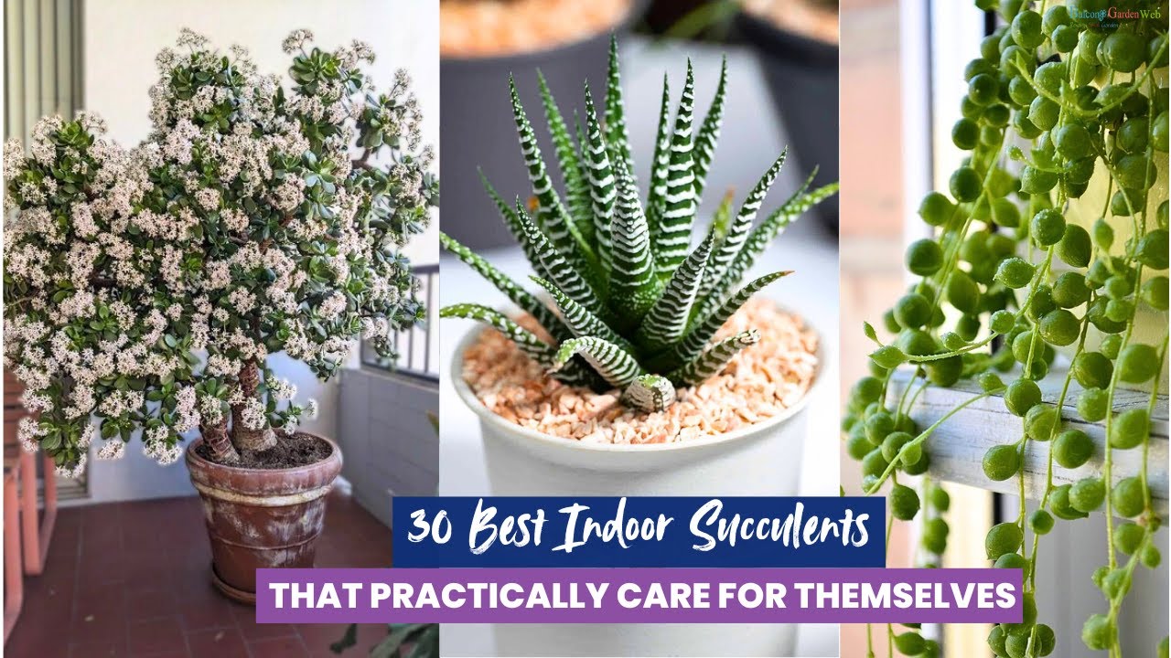 30 low maintenance succulents perfect for indoor spaces