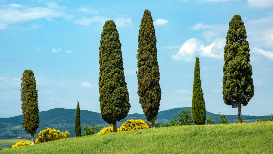Cypress trees and neighbor property disputes