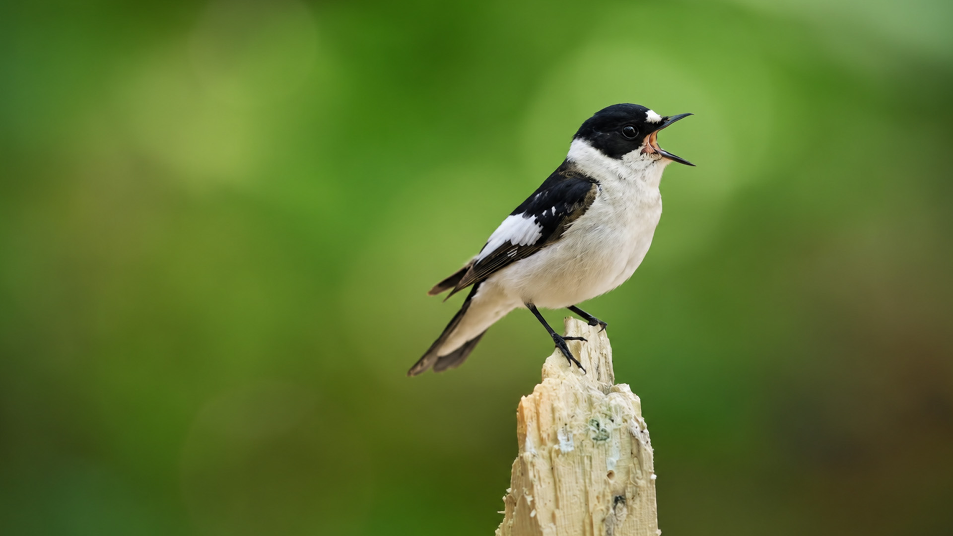 A tiny bird performs its morning song captured by hidden camera