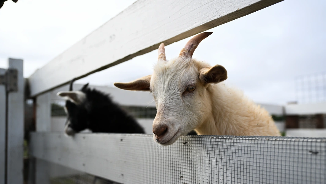 Essential facts for prospective goat owners