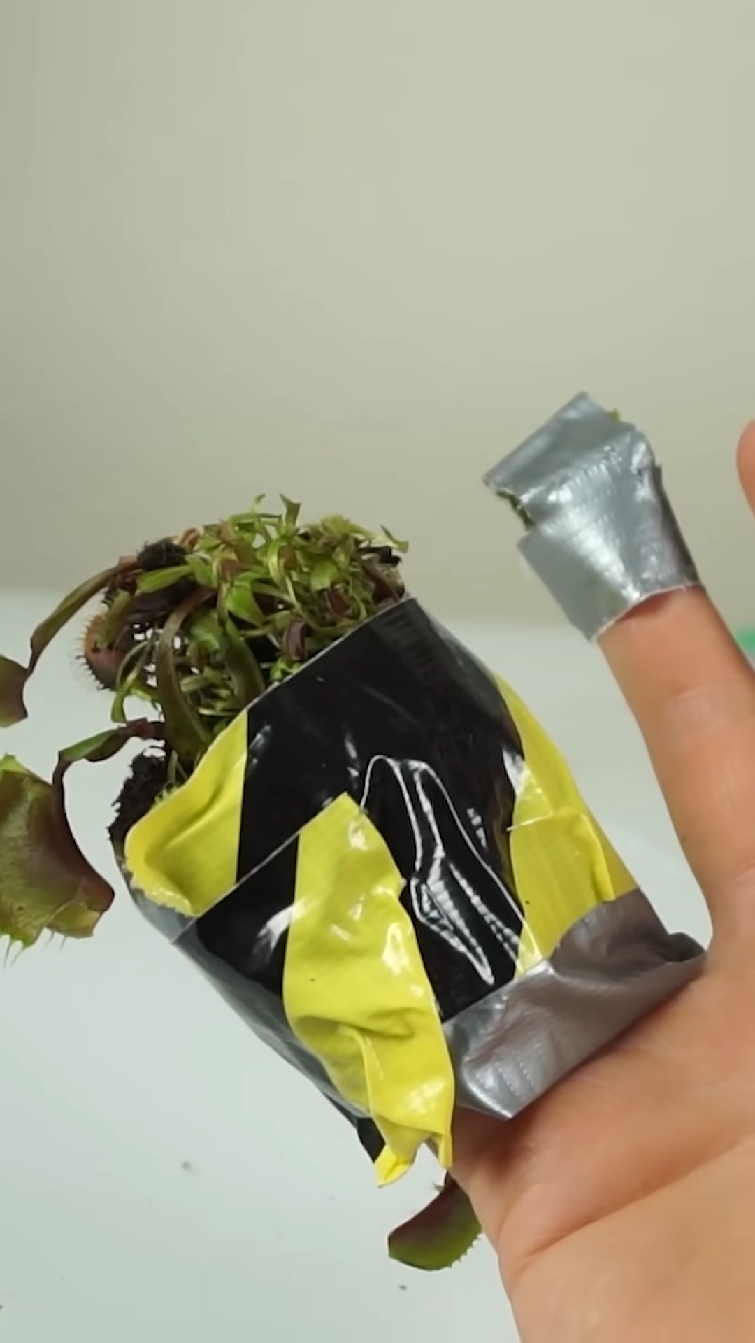 A Venus flytrap ate my finger