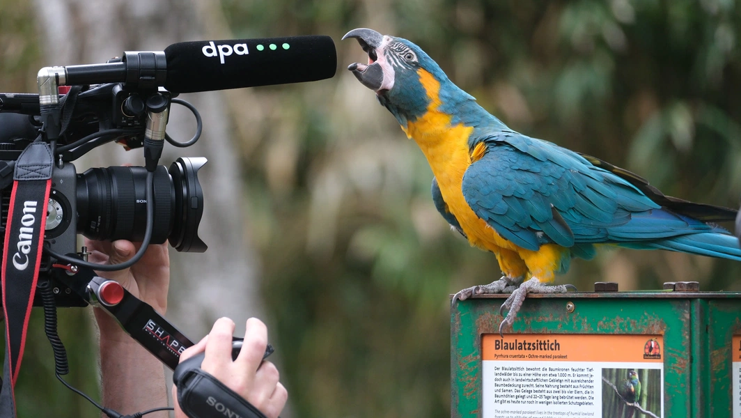 10 remarkable birds with talking abilities