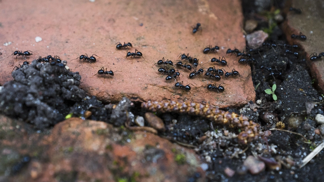 9 natural scents that repel ants
