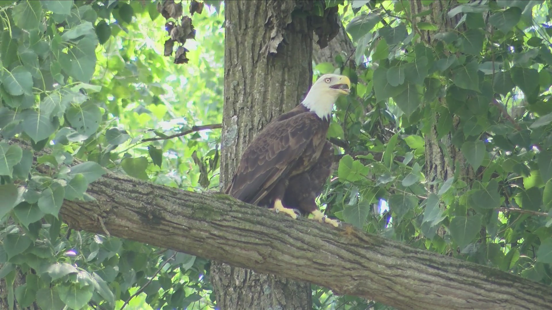 Lead-poisoned eagle returns to wild after 3-month long recovery