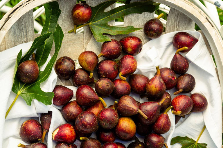 Fig trees are surprisingly easy to grow—here’s how to get a bountiful ...