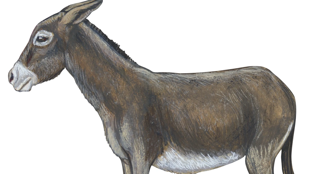 11 fun and creative donkey names