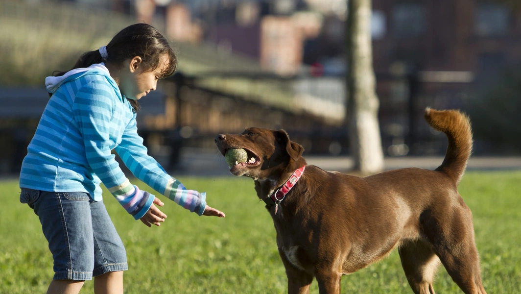10 dog breeds beloved by families with children
