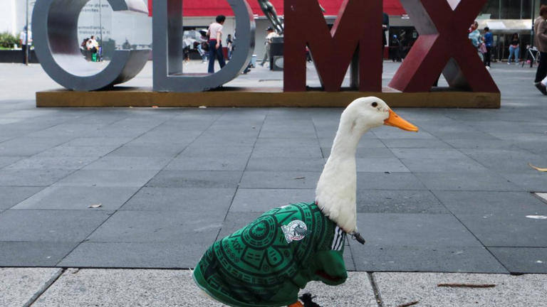 Pato Merlín: ¿Cómo registrar una marca ante el IMPI y cuánto cuesta?