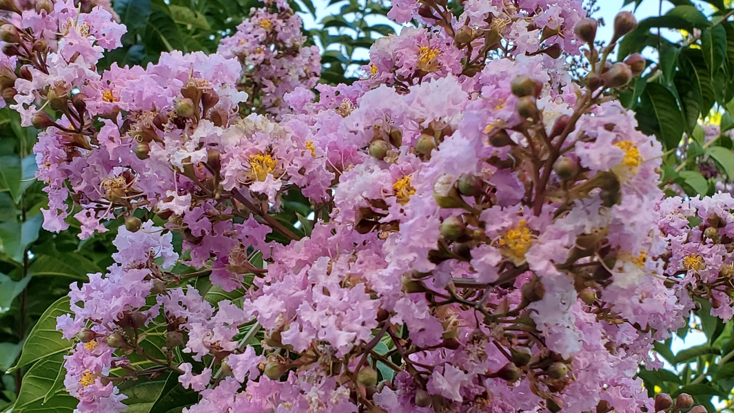 11 small trees perfect for sunny gardens