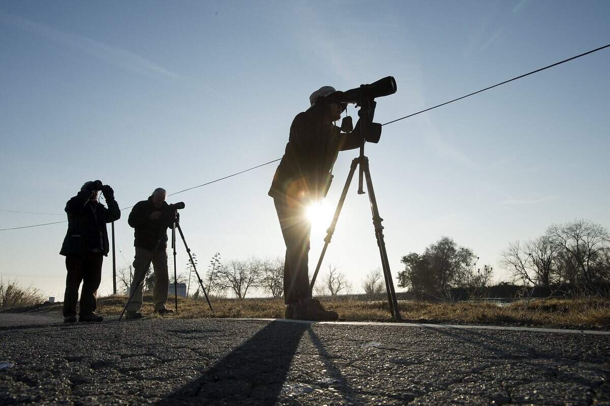 Sacramento's Audubon Society changes name to Bird Alliance, joining ...