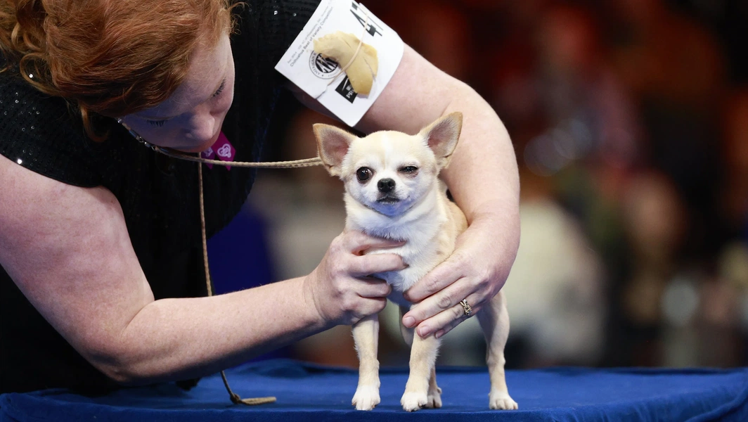 16 charming and creative chihuahua names