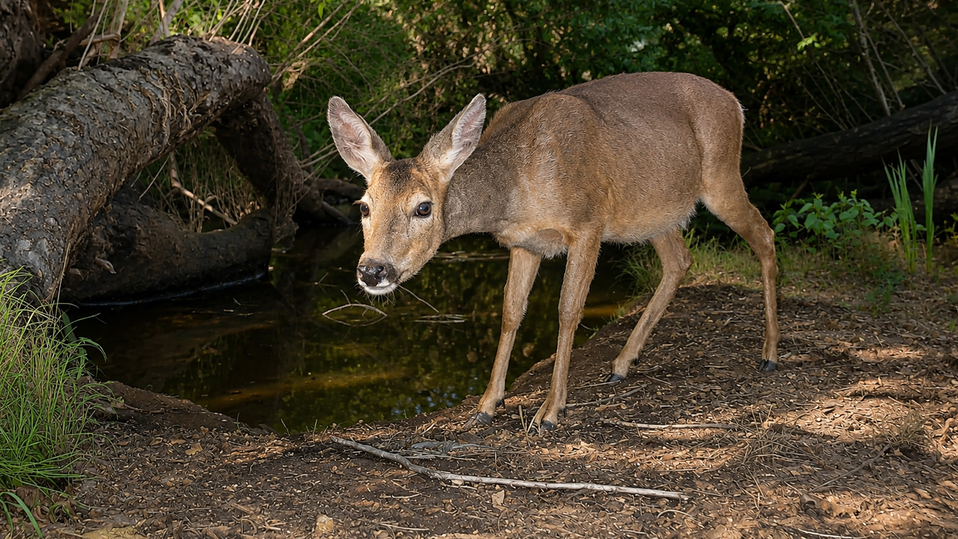 Wildlife activity near a forest water source captured by camera trap