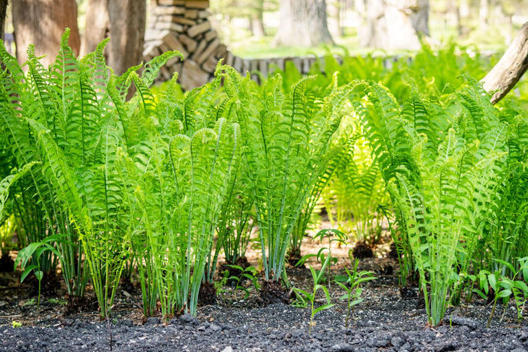 How to grow ferns for easy lush greenery in shady spots