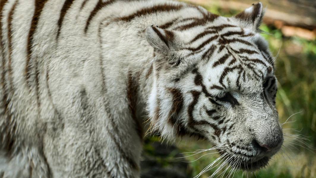 8 wild cats with rare and striking coats