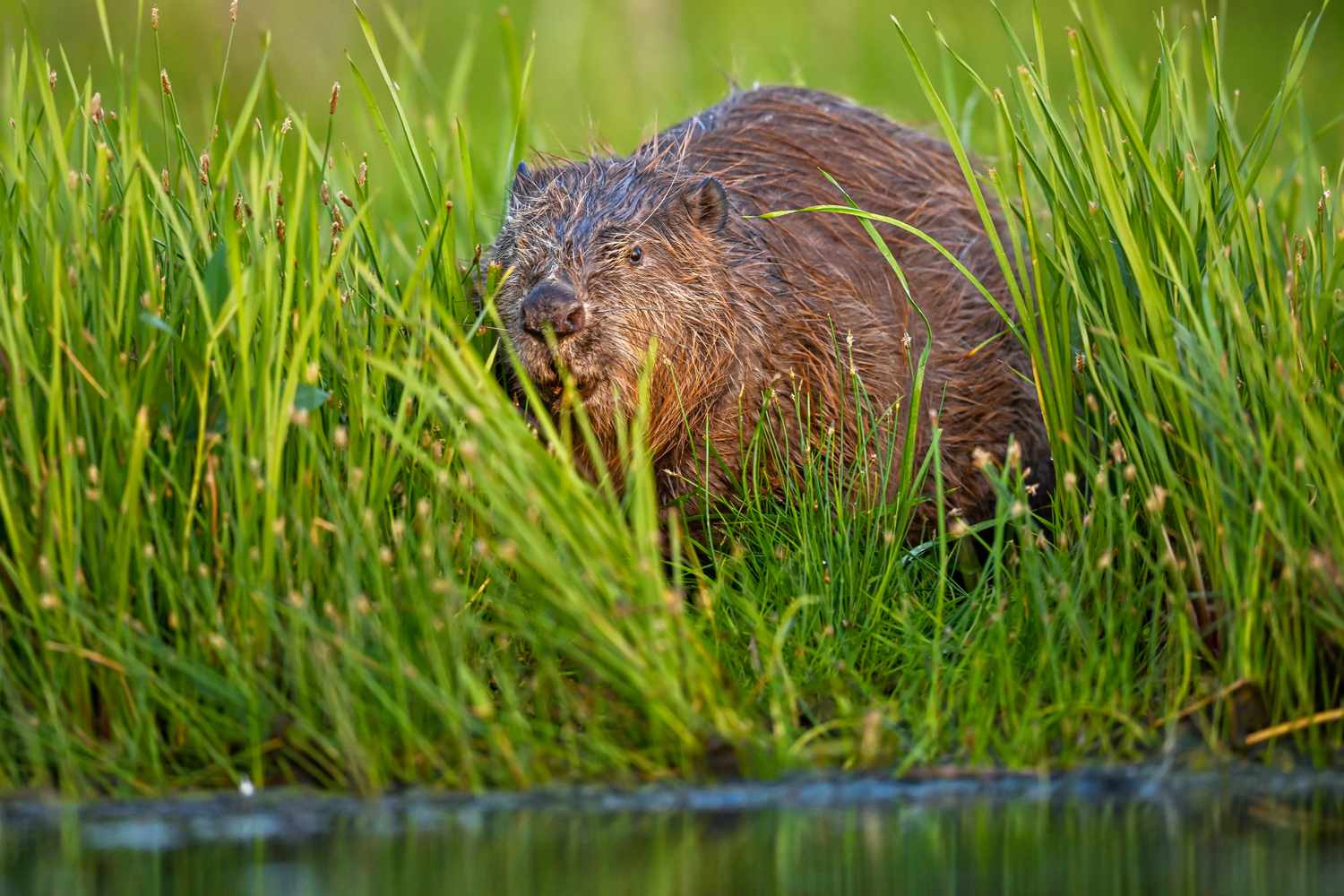 Beavers released into forest have reduced area's flood risk ...