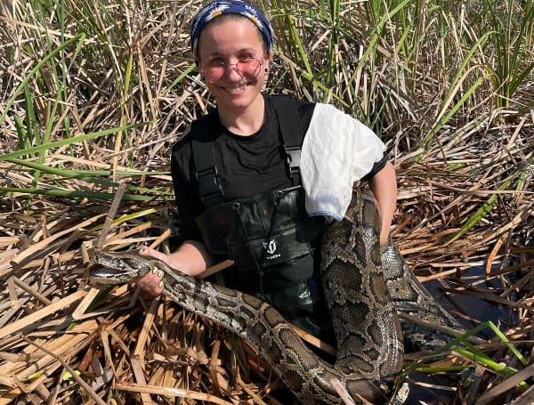 Slithering toward a $10,000 grand prize: 2026 Florida Python Challenge ...