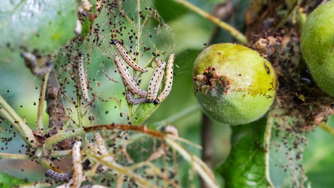 12 challenges and care needs for apple trees