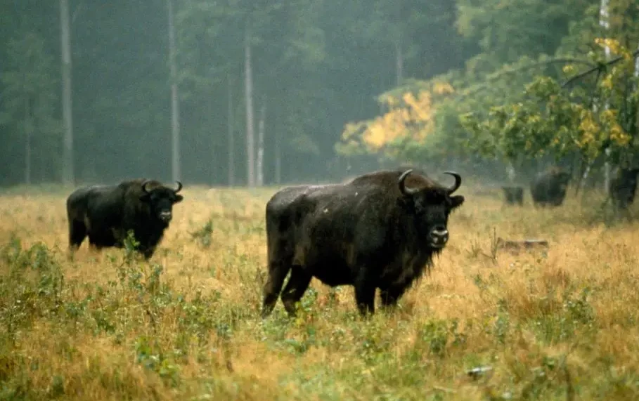 Rare footage shows wolves targeting bison calf in Poland