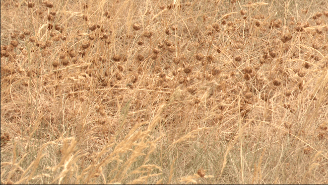 Severe drought leaves lawns across RI brittle and dry