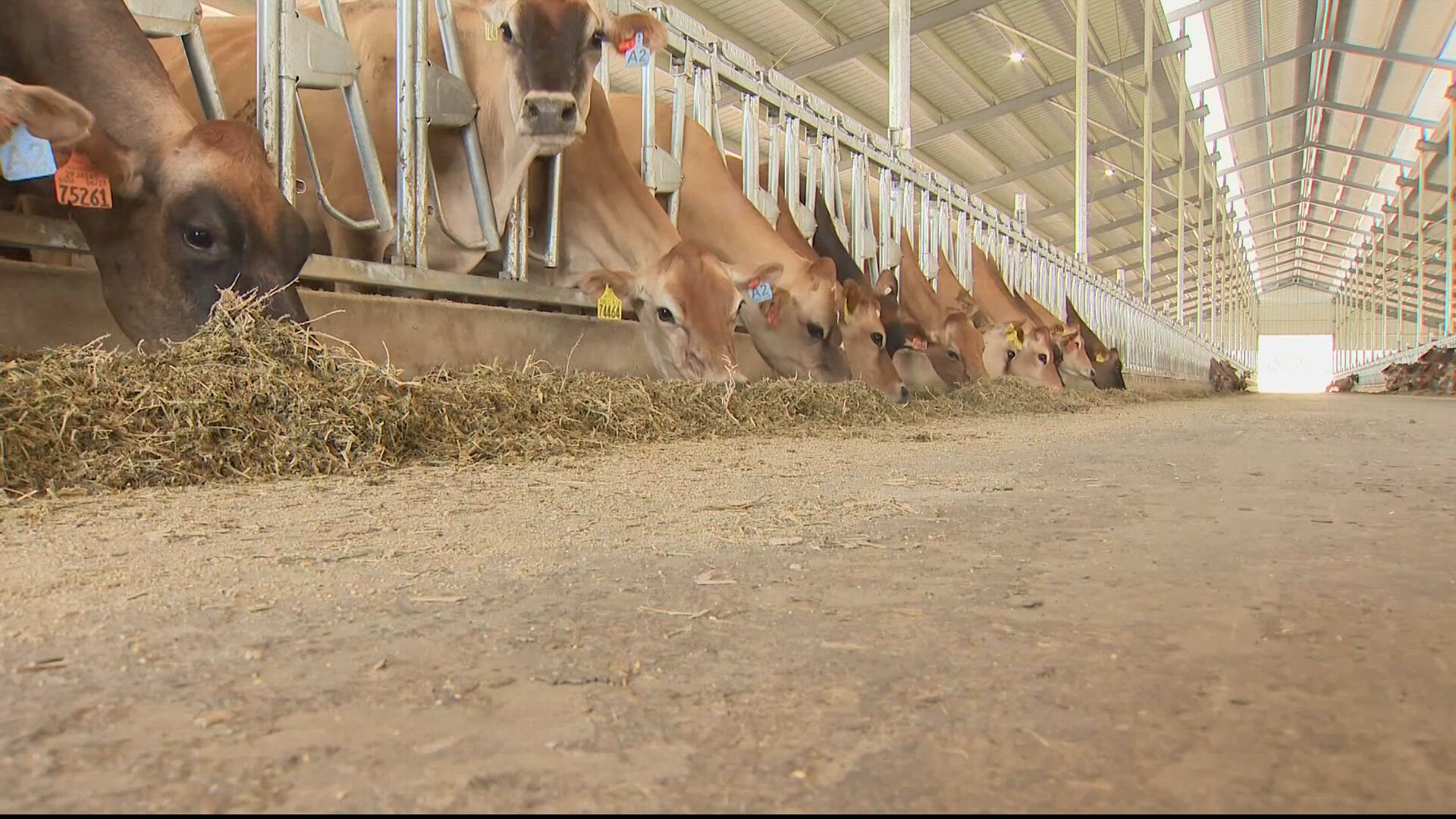 Inside a Dayton dairy farm managing thousands of Jersey cows
