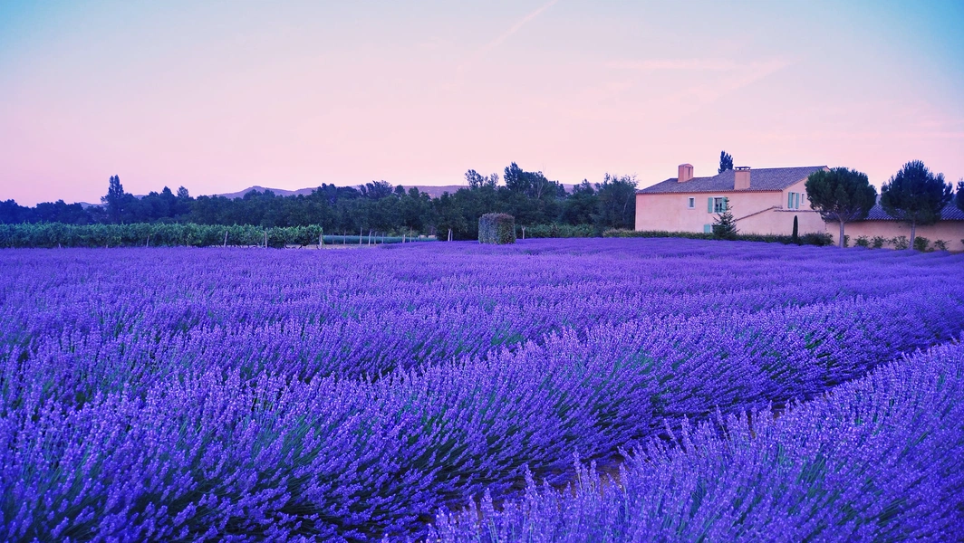Minnesota's lavender, flower fields, and gardens