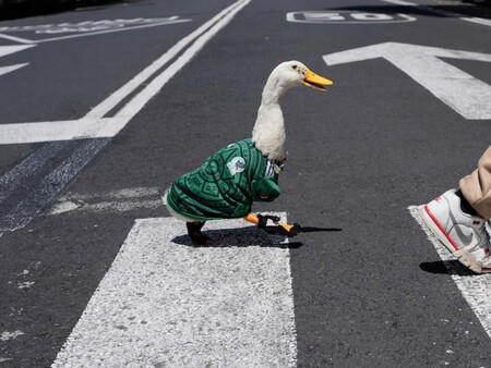 El pato Merlín ya no es solo un meme: su familia busca registrarlo ante ...