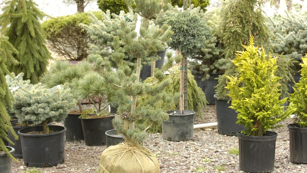 11 small trees perfect for sunny gardens