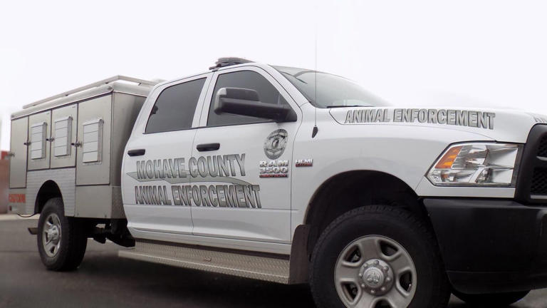 Man accused of leaving cats, rattlesnakes in hot truck in Mohave County