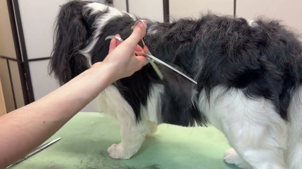 Cavalier owners love this haircut