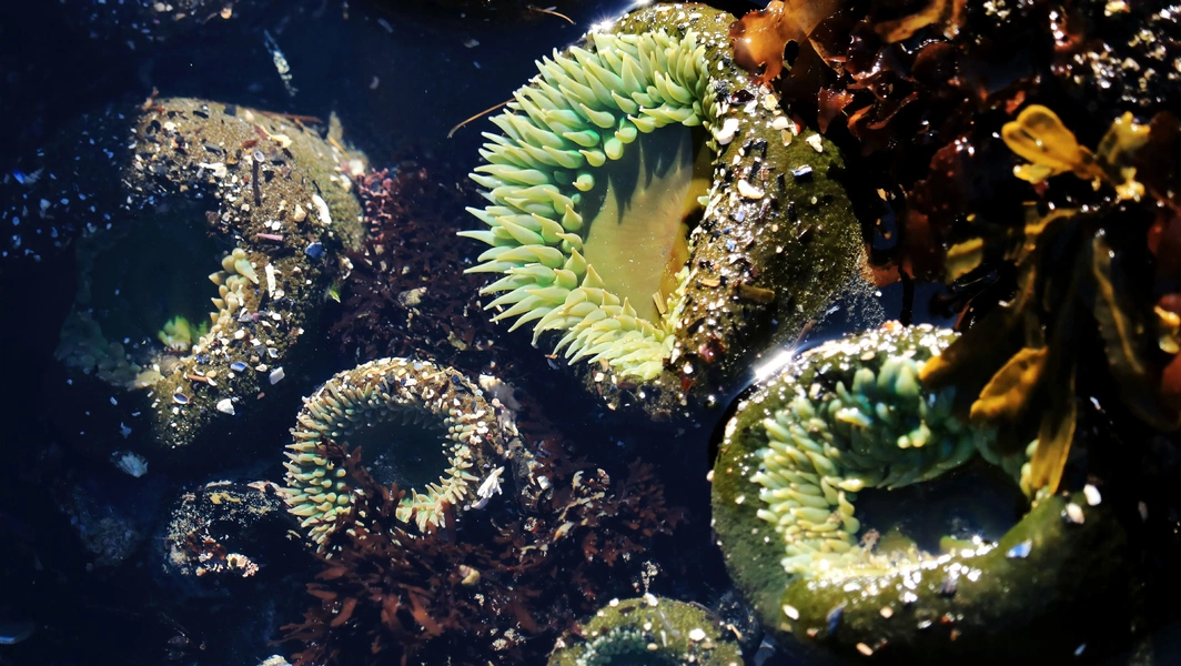 5 Central Coast beaches with dunes and tide pools