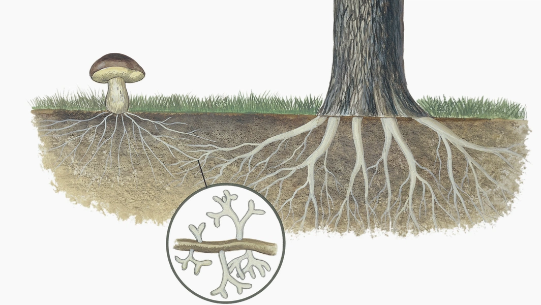 Scientists map Earth's vast underground fungal network for first time