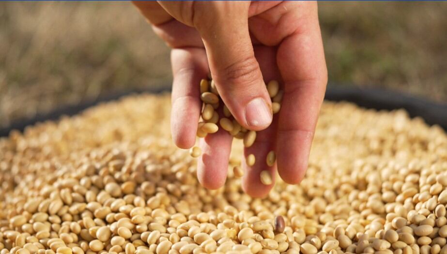 Iowa soybeans blooming and corn silking behind schedule