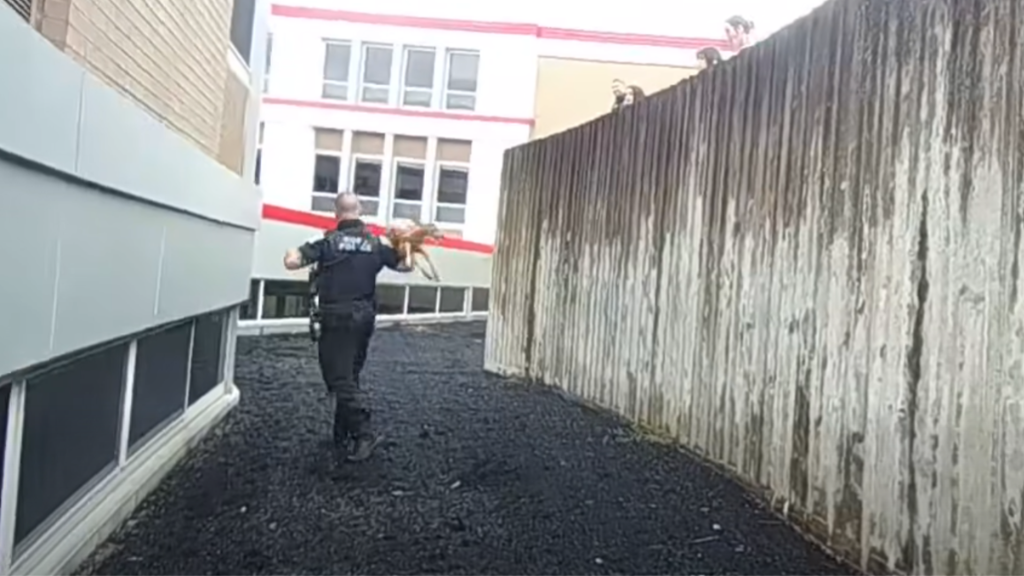Video shows Pittsburgh-area officer catching panicked fawn ...