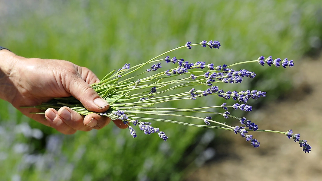 Minnesota's lavender, flower fields, and gardens