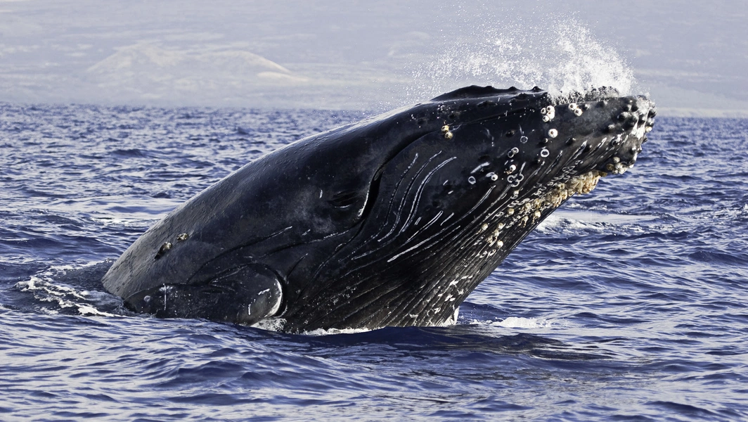 5 top islands for whale watching worldwide