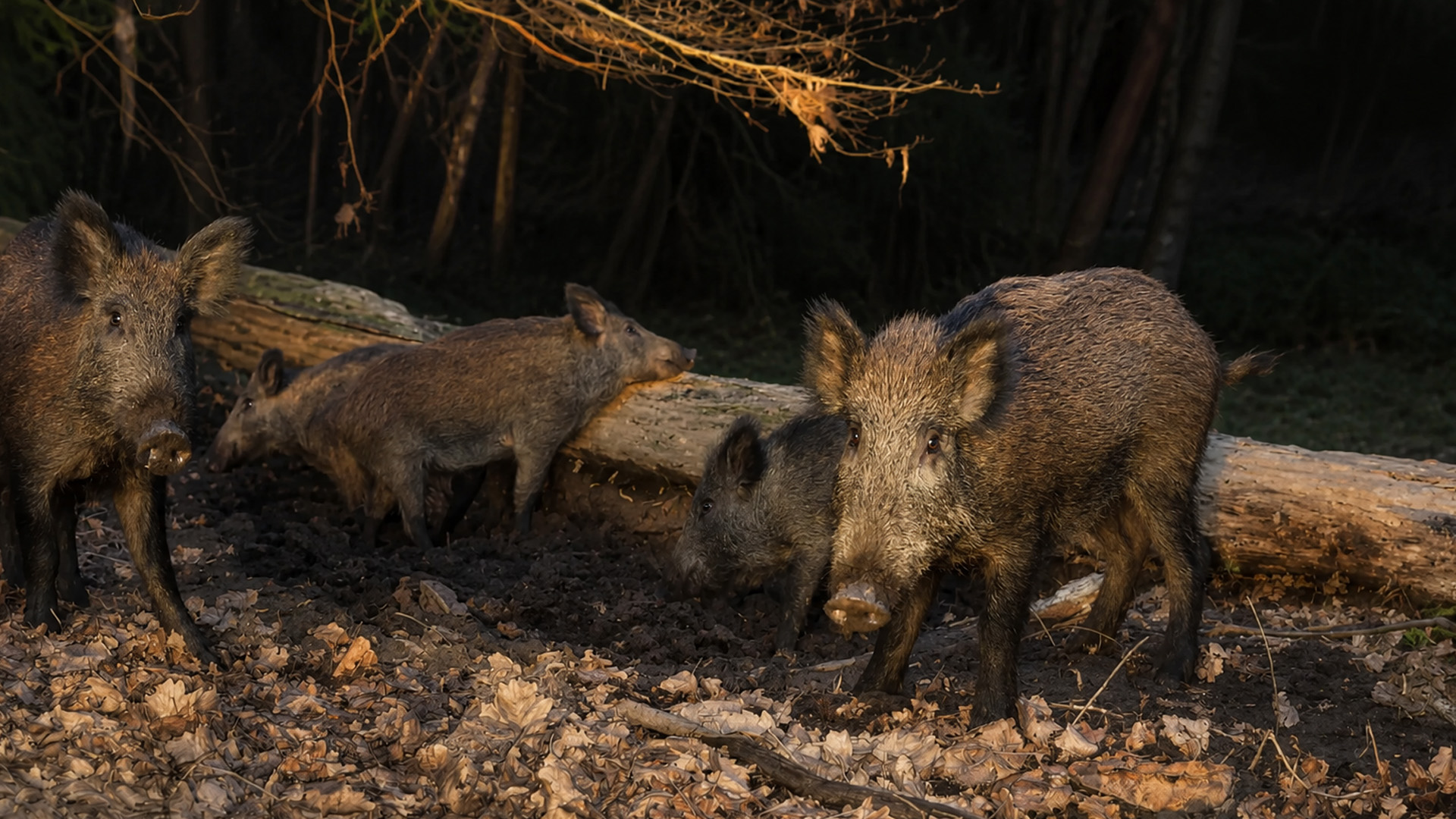 Hidden camera reveals a busy night in the life of wild boars