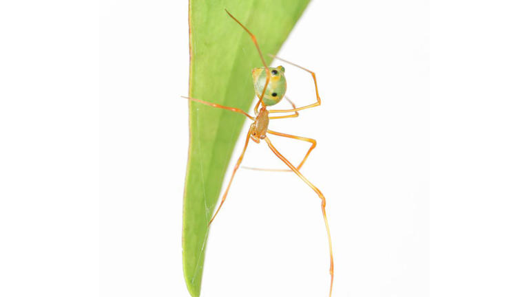 Going ballistic: spider spins a spring-loaded trap