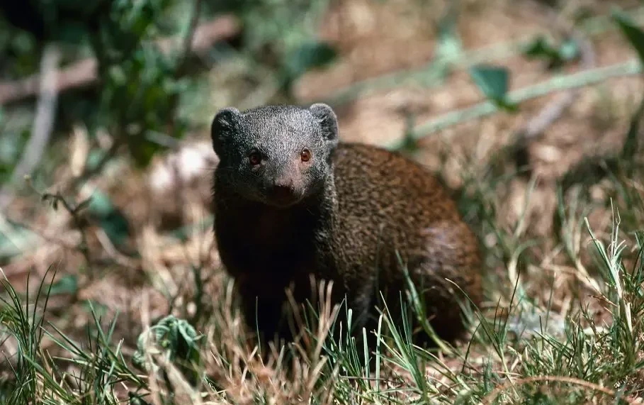 Dwarf mongooses adjust behavior to prepare for rival threats