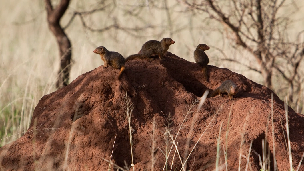 Dwarf mongooses adjust behavior to prepare for rival threats