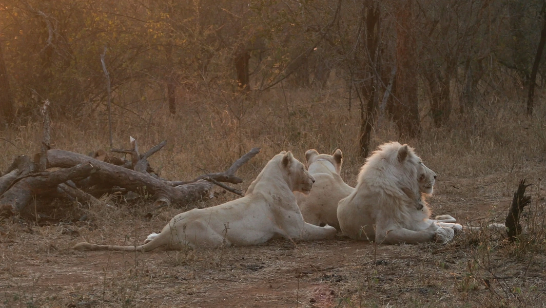 8 wild cats with rare and striking coats