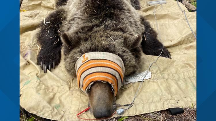 Grizzly bear research trapping begins in Idaho Panhandle region