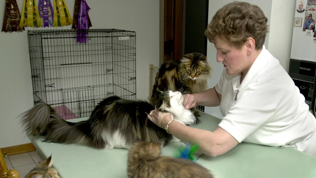 Gentle grooming strategies for fearful rescue cats