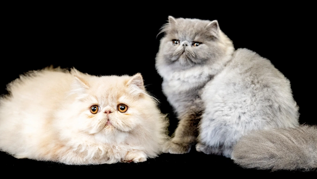 9 fluffy and affectionate cat breeds