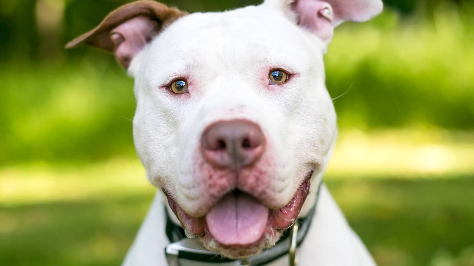Family creates welcome station for hospice dog to enjoy visits from ...