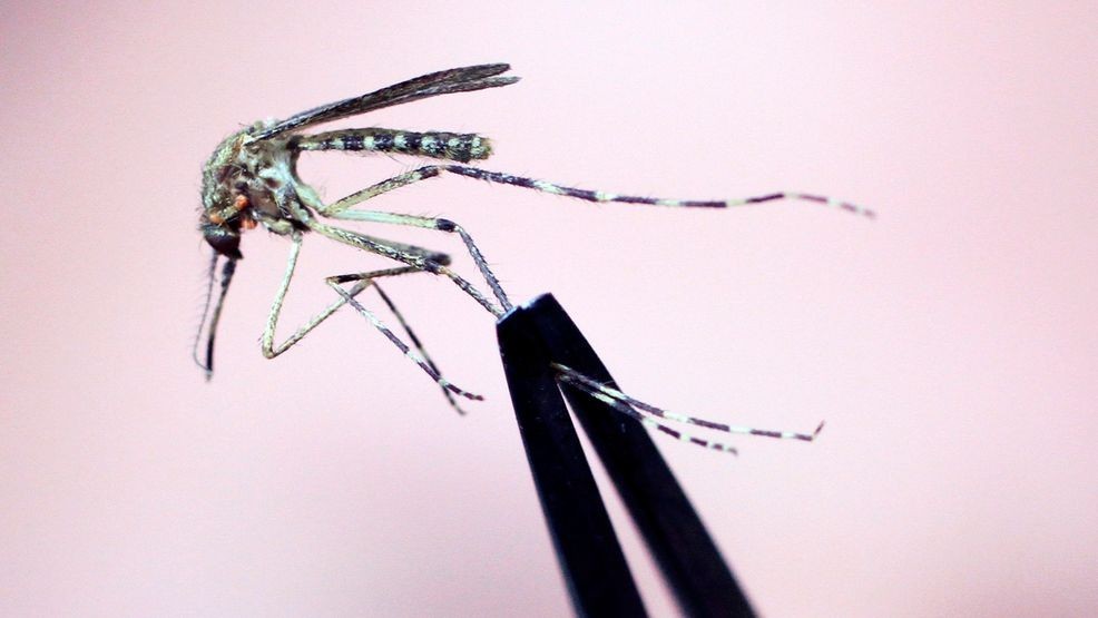 During Mosquito Control Awareness Week in Virginia, summer brings ...