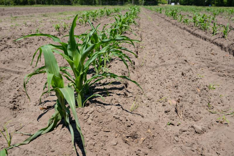 Donald Trump, familiar names color GOP agriculture commission race as ...