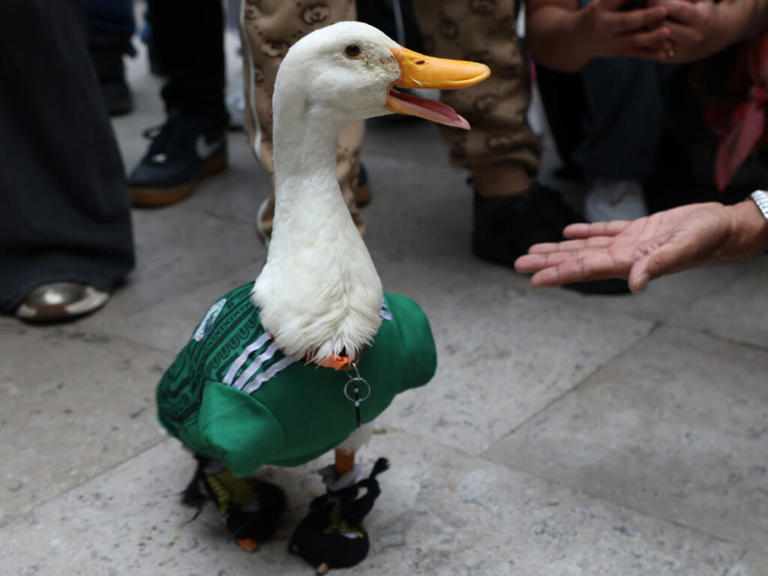 El pato Merlín ya no es solo un meme: su familia busca registrarlo ante ...