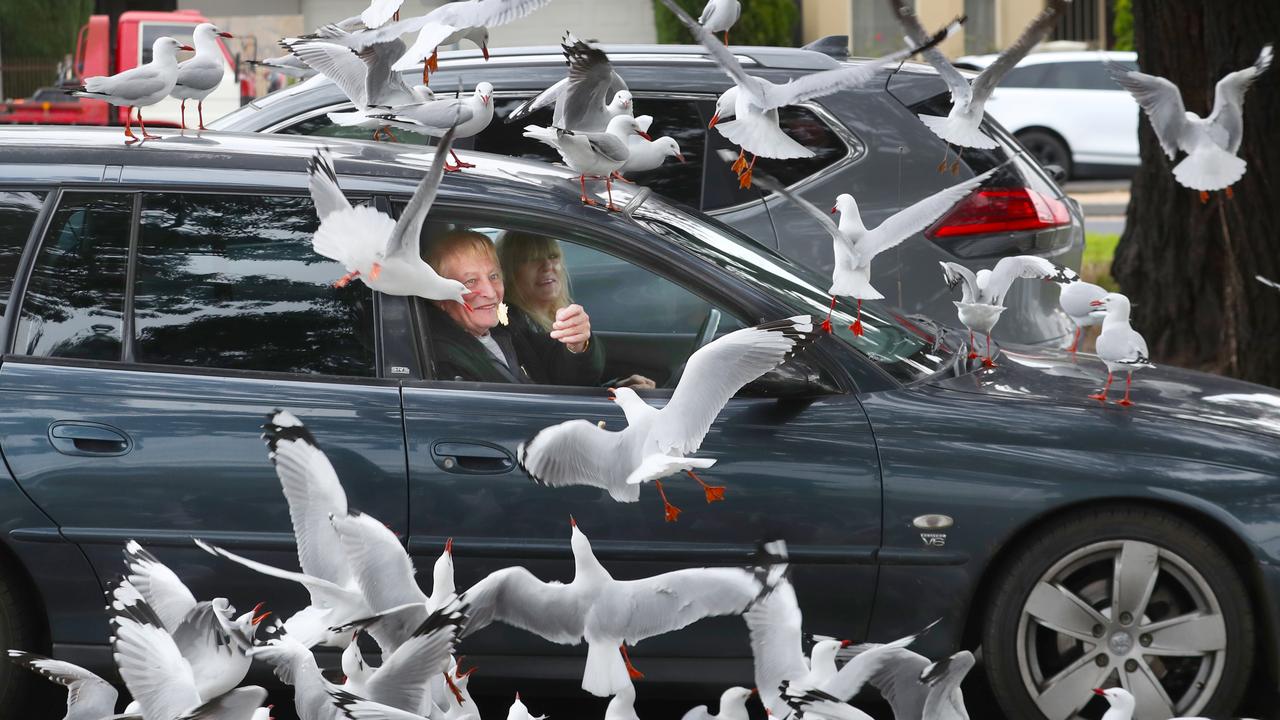 'We cannot stop it': Disturbing bird flu claim